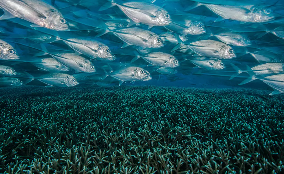 Weidennominatioun: Underwater World Vum Edward Erreño Den Edward ass bal zoufälleg bei der Expeditioun vum Fuerschungsschëff MV ONDINA, Richtung d'Raja Ampat Archipel. Ënnert dem Waasser erakoum, koum de Fotograf op Korallfelder, wou Fëschschoulen "gerass" hunn.