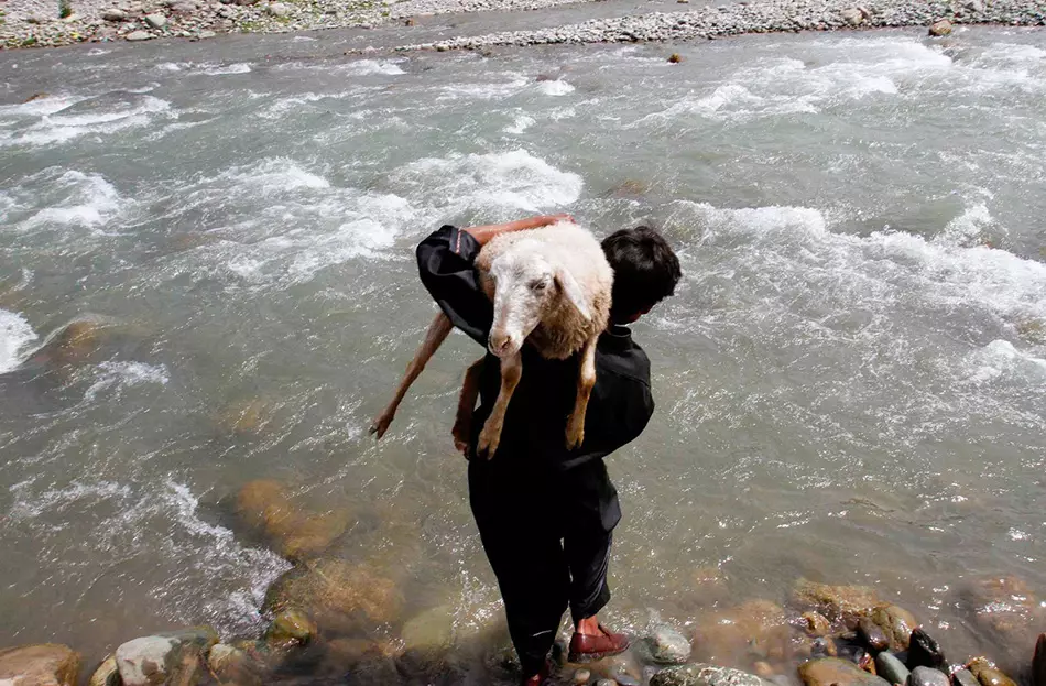 Genç bir göçebe, Srinagar'ın 75 kilometre güneyindeki Duru köyünde bir nehirde yıkamak için bir koyun taşıyor.