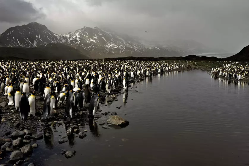 Ang mga king penguin sa South Georgia, South Georgia (Teritoryo sa Pulo sa UK sa South Atlantic), Marso 2010.