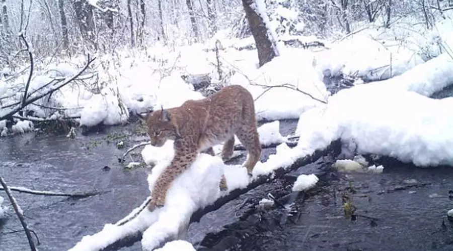 Cadangan Atom Sareng ogé sato langka, anu parantos lami teu katingali di daérah ieu, ogé muncul. Lynx Éropa, biruang coklat, bison komo kuda Przewalski - radiasi panginten sanés hal anu saé, tapi anjeun terang naon? Éta mangaruhan alam langkung saé tibatan manusa. Urang tiasa nyarios yén urang langkung parah tibatan perang nuklir pikeun flora sareng fauna planét urang.