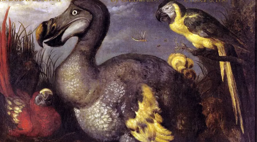 Dodo oder mauritischer Dodo Diese harmlosen Vögel hatten in der Natur keine natürlichen Feinde. Menschen, die auf die Insel Mauritius kamen, wurden zu den Vernichtern der leichtgläubigen, sich sicher fühlenden Vögel. Das Fleisch großer Vögel war nach dem Geschmack der Matrosen. Das Ergebnis war ein vollständiges Verschwinden. Der letzte Dodo wurde vor vierhundert Jahren gesehen. Hoffnung auf eine Rückkehr im Jahr 2007 gab jedoch die Entdeckung von Wissenschaftlern, die ein perfekt erhaltenes Skelett eines Vogels entdeckten, das wertvolle Proben seiner DNA enthält.