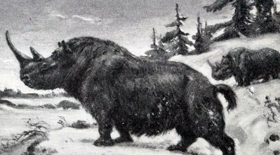 Wollnashorn Vor vierzehntausend Jahren, während der letzten Eiszeit der Erdgeschichte, bewohnte das Wollnashorn die Weiten Europas und Asiens. Seine warme Haut schützte perfekt vor der Kälte und wurde zum Gegenstand der Ansprüche steinzeitlicher Jäger. Darüber hinaus haben Klimaänderungen diese Art praktisch der Nahrung entzogen, und der menschliche Druck hat den Ausrottungsprozess abgeschlossen. Und doch gibt es Chancen, den Riesen dank der im Permafrost Sibiriens gut erhaltenen Exemplare auf den Planeten zurückzubringen.