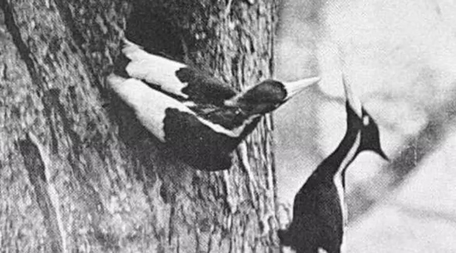 Ak reňkli Royal Woodpecker 1940-njy ýyldan bäri Amerikanyň Birleşen Ştatlarynyň günorta-gündogaryndaky bakja tokaýlarynda bir wagtlar ak reňkli şa agaç ussasy barada habar ýok diýen ýaly. Häzirki wagtda alymlar ýörite robot synçylary gatnaşýan bu guşlary işjeň gözleýärler. Kornell barlaghanasynyň ornitologlary hatda gözlegçileri janly nusga alyp bilýänlere 50 000 dollar baýrak berdiler.