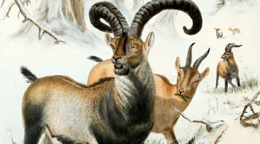 Pyrenean ibex د جنوري په 2000 کې ، وروستی Pyrenean ibex ووژل شو ، کوم چې د فرانسې په سویل او شمالي پیرینیس کې ژوند کاوه. ساینس پوهانو هڅه کړې چې دا له یوې میرمنې څخه د DNA په کارولو سره کلون کړي ، مګر ځوان د زیږون لږ وروسته مړ شو.