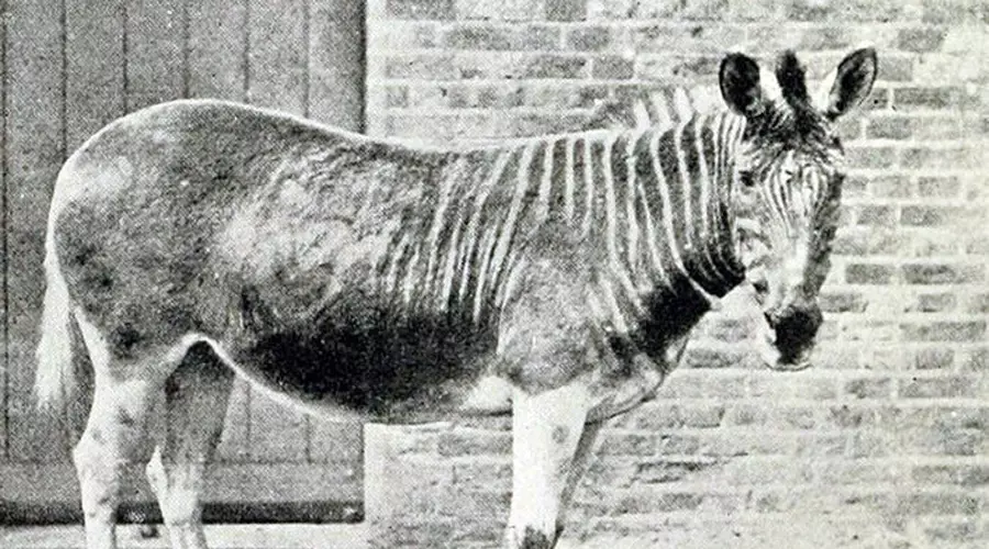 Quaggi Diese ausgestorbene Flachlandzebraart, die Quaggi, lebte einst in Südafrika. Der letzte Vertreter der Art blieb 1870 nicht in der Natur, und derjenige, der in Gefangenschaft lebte, starb 1883 im Amsterdamer Zoo. Jetzt hat ein Projekt begonnen, um diese einzigartig farbigen Zebras zurückzubringen.