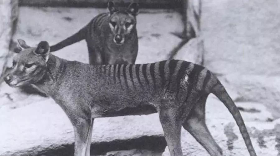 Thylacin Thylacin oder Tasmanischer Tiger ist das einzige Beuteltier auf der Liste. Das erstaunliche Tier lebte bis in die 1960er Jahre in Australien, Tasmanien und Neuguinea. Vielleicht helfen die Verwandten der tasmanischen Teufel, die Träger eines Teils seiner DNA sind, dieses Tier wiederzubeleben.