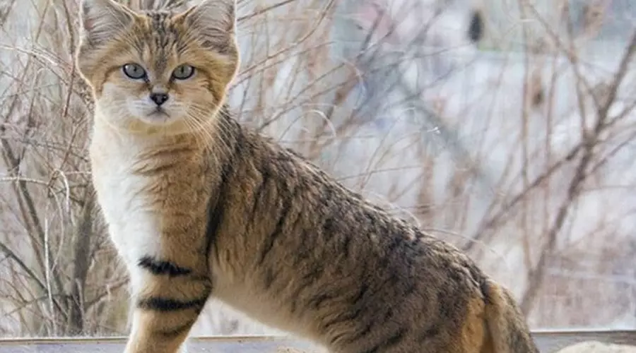 Gato de areia Para encontrar esta fera rara, você terá que ir direto para o deserto. Os gatos da areia preferem o calor e a seca, caçam apenas à noite e são considerados o melhor (leia-se - muito caro) presente para uma menina no dia 8 de março. A adesão a um estilo de vida reservado impede que os cientistas pesquisem gatos da areia de maneira adequada. Por outro lado, esse mesmo sigilo ajuda os animais a evitarem os caçadores furtivos.