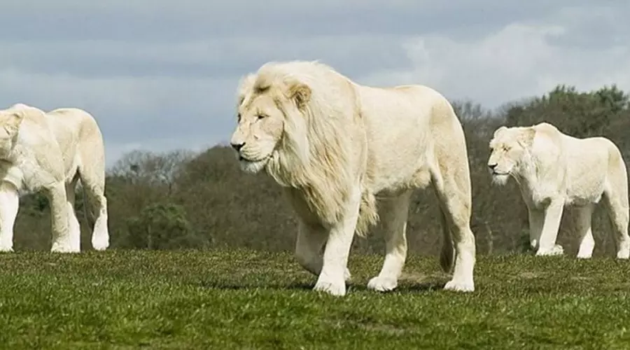 Leão branco Na verdade, o leão branco não é uma subespécie separada. A coloração mais clara da pelagem é causada por uma doença genética, o leucismo. Esses belos animais excepcionalmente majestosos são extremamente raros na natureza.