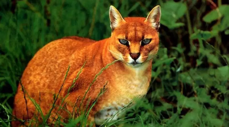 Gato dourado A degradação das florestas na África Equatorial levou à degeneração da população de gatos dourados. Além disso, as tribos pigmeus não têm idéia da proteção de espécies ameaçadas de extinção: a cauda do macho é considerada pelos selvagens um excelente amuleto de caça, enquanto as peles são usadas simplesmente para utensílios domésticos.