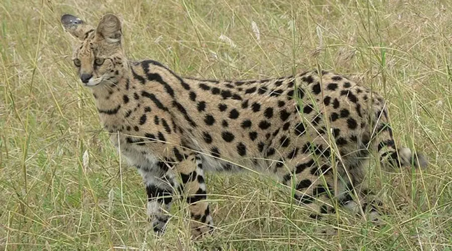 Serval Ovaj križanac geparda i risa nekada je bio vrlo popularna igračka za bogatu gospodu. Serval je prilično lako ukrotiti i čak se može produktivno pariti s domaćom mačkom. U izvornim afričkim savanama, zvijer je sada u poteškoćama: ovdje je to objekt ribolova.