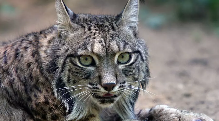 Spanish lynx Spanish (aka Pyrenean) lynx ka bụ otu n'ime anụ ndị kacha dị ụkọ n'ụwa. Onu ogugu nke umu anumanu a bu nani otu nari mmadu, nke na -eme ha nri nri di uto maka ndi na -achuta.