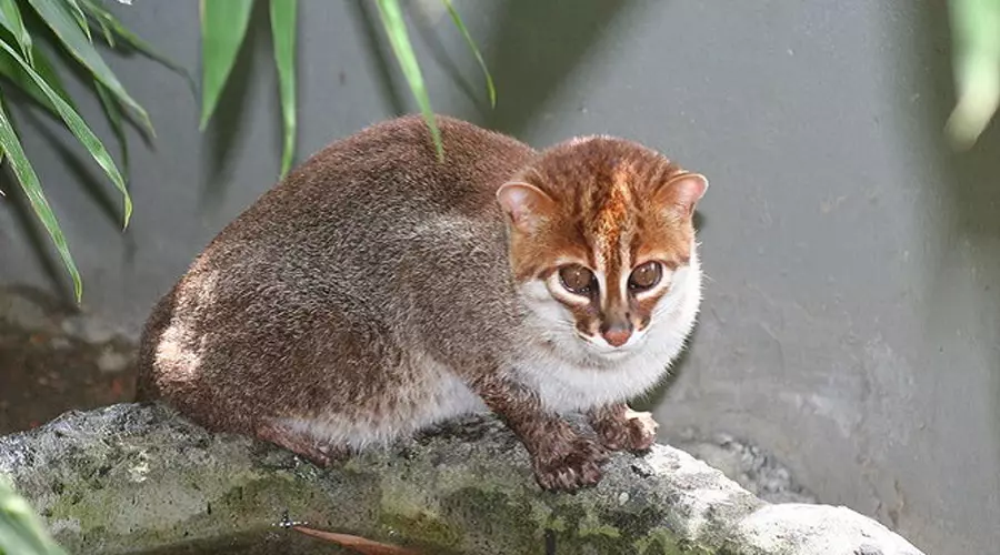 Gato de Sumatra Estes gatos son máis como personaxes do anime: ollos grandes inclinados, patas curtas e cola; é estraño que os creadores de Pokémon non usasen o gato de Sumatra como personaxe. A especie é tan rara que nin sequera sabemos cantos dos seus representantes quedan na natureza.