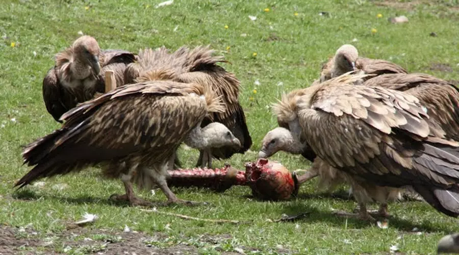 Hemelse begrafenis Tibetanen beoefenen nog steeds wat Hemelse begrafenis wordt genoemd. De lijken van de doden worden op een speciaal daarvoor aangewezen plek van een klif gegooid: roofvogels komen hier samen en knagen aan botten.