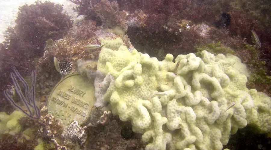 Kunstmatige riffen Vroeger werden alleen zeelieden op zee begraven, nu - rijke en enigszins excentrieke mensen. De Neptune Memorial Company mengt crematie-as met cement en creëert kunstmatige riffen die vervolgens vijf kilometer uit de kust van Florida worden ondergedompeld.