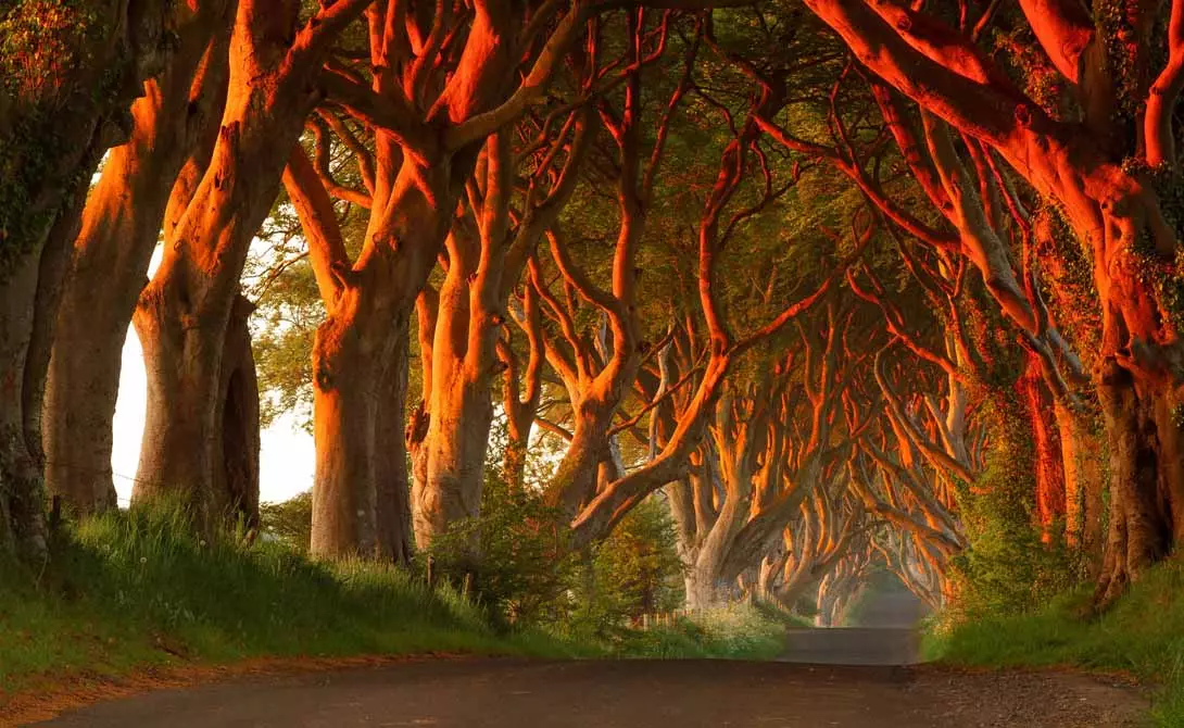 Dark Hedges Nordirland Og denne skov synes at være nedstammet fra siderne i en fantasyroman. Dark Hedges, der dekorerer vejene i Nordirland, ligner en tunnel, der fører direkte ind i et eventyr. George Martin -fans vil uden tvivl genkende dette område - det var her lille Arya Stark løb i begyndelsen af ​​anden sæson.