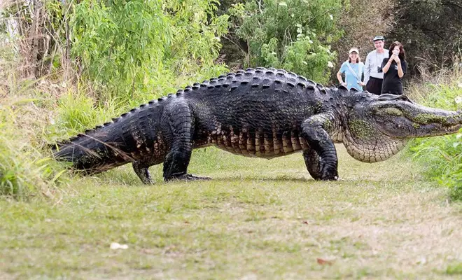 Réptil do inferno: o maior crocodilo do mundo