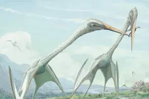 Ngerakeun kana jangjangna: pterosaurus Tran Pennsylvania tétéla janten vampir