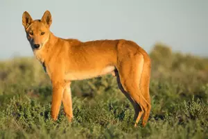 Dingo anjing: predator paling anéh di dunya