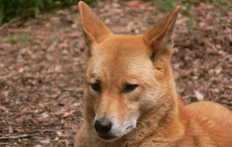 Er det muligt at tæmme Generelt er det ganske muligt at tæmme dette eksotiske dyr. Men kun en hvalp har en chance for at vænne sig til en person: voksne nægter blankt at tilpasse sig civilisationens fordele. Men Dingo -hunden tager kun én person som ejer og erstatter ham aldrig, selv efter døden.