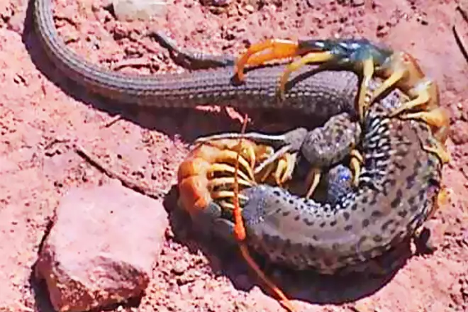 Millepiedi gigante ha attaccato un serpente: video