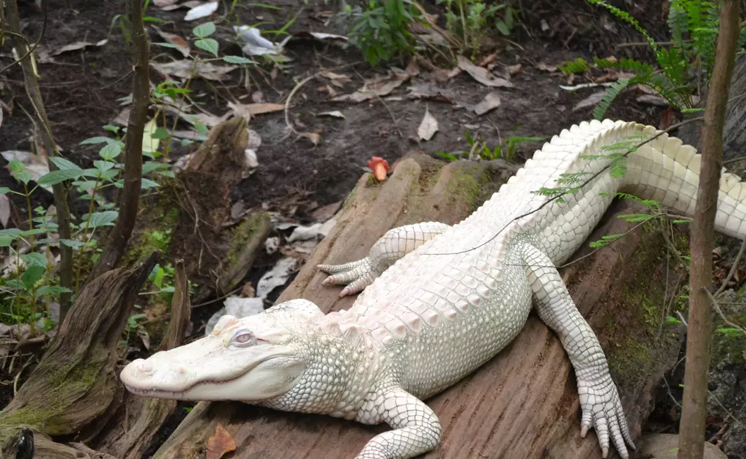 Kwete vanhu Ichi chirwere chinogona kuitika kune wese anogara muPasi, kwete kune vanhu chete. Vertebrates zvakare anowanzoita albinism.