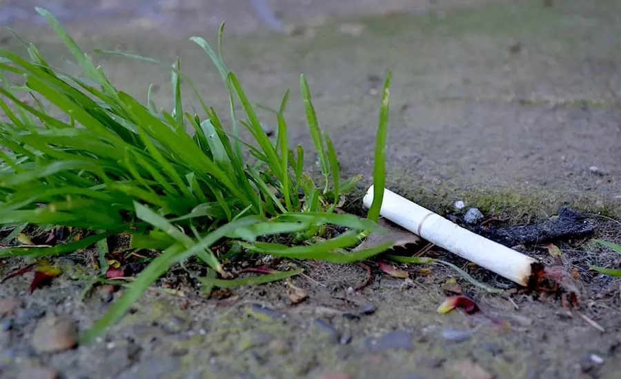 Pestizid Sie können Ihr eigenes Pestizid herstellen, indem Sie den Tabak einfach mit Wasser verdünnen und in eine Sprühflasche geben. Besprühen Sie die Pflanze, die Sie essen werden, und warten Sie zehn Minuten. Spülen Sie es anschließend gründlich mit Wasser ab.