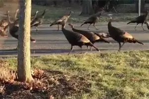 Por que os pavos bailan arredor dun gato morto: un ritual satánico