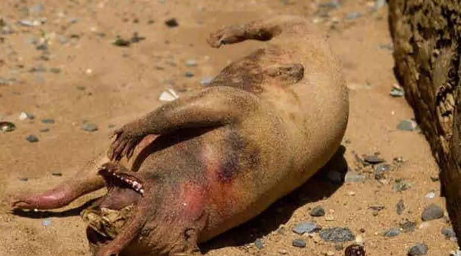 East River Monster Denne motbydelige skapningen ble båret av elven rett under Brooklyn Bridge, hvor turister elsker å samles. Biologer slo alarm - sannsynligheten for at det mystiske dyret hadde med seg en smittsom sykdom var veldig høy. Imidlertid hadde ingen tid til å blinke med et øye da FED beordret å brenne restene. Ingen vet hva det var den dag i dag.