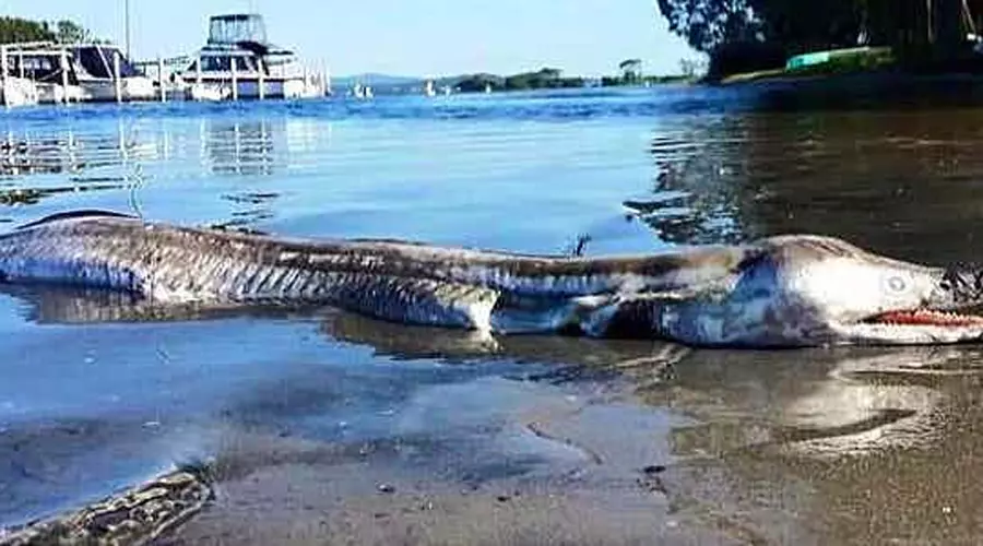 La bête du lac Macquarie En mars dernier, les bons citoyens de la Nouvelle-Galles du Sud se sont déversés en force sur les rives du lac Macquarie. L'un des pêcheurs a sorti une étrange créature avec un filet, qui ressemblait surtout à l'enfant illégitime d'un crocodile et d'un boa constrictor. Pensez à quel point l'apparence de la créature était terrible, si même les Australiens étaient surpris, où des araignées de la taille d'un aigle errent souvent dans les rues.