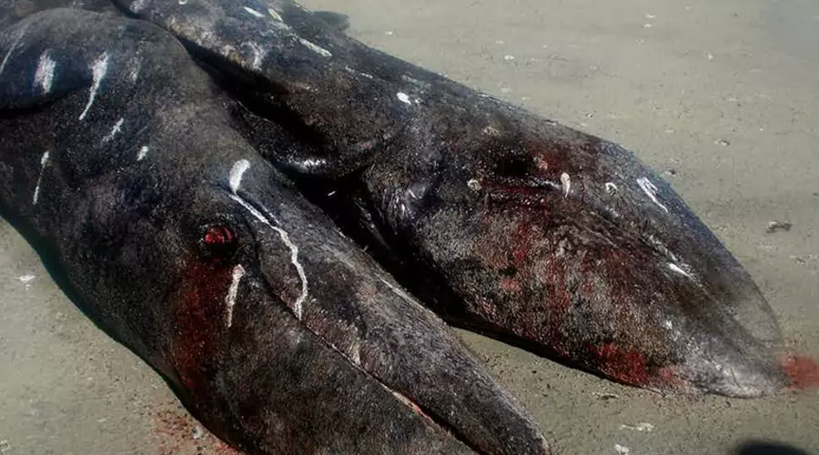 Baleines siamoises Et une autre découverte des Mexicains : ils ont trouvé des baleines jumelles dans les eaux côtières. Apparemment, ces jumeaux siamois n'ont pas pu trouver de nourriture pour eux-mêmes et sont simplement morts de faim.