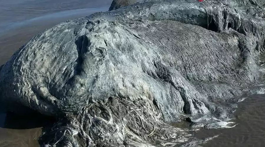 Globster En mars de l'année dernière, une créature a été transportée sur la plage d'Acapulco, que la presse a immédiatement surnommée "Globster". Cela ne ressemble à rien du tout au monde, et même les biologistes marins à la vue d'un globster ne pouvaient que hausser les épaules. Selon les hypothèses les plus audacieuses, le globster n'est rien de plus qu'un calmar muté. Mais où le calmar tire-t-il sa laine ?