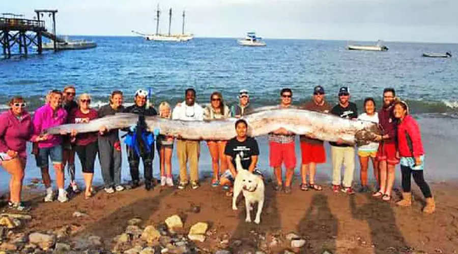 Giant Sea Serpent Da et par gigantiske sjøormer umiddelbart ble kastet ut på en strand i California, slo lokalbefolkningen alarm. Faktum er at disse skapningene bare lever på veldig store dybder og stiger opp til overflaten først etter å ha følt vibrasjonene i jordskorpen. Det var ikke noe jordskjelv da, men marinbiologene var fremdeles ganske overrasket: et av paret viste seg ikke å være en sjøorm kjent for vitenskapen i det hele tatt, men en mystisk, men veldig lik skapning.