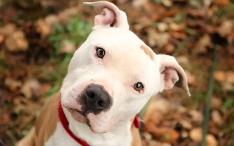 Cachorros grandes: os mitos mais comuns 7900_2