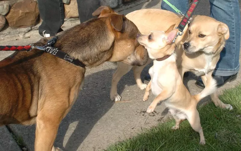 Éta langkung sering ngegel tibatan anjing-anjing sanés. Ieu sigana masalah psikologi manusa. Dina mémori manusa, mémori ngegel sababaraha anjing domba Kaukasia langkung gampang dititipkeun tibatan pelanggaran anu sami dina bagian Chihuahua. Sareng kusabab serangan ku anjing ageung dilaporkeun langkung sering, aya salah paham yén ieu hal.