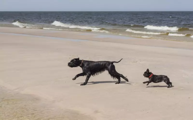 Cães grandes correm rápido Na verdade, cães maiores de raça pura tendem a sofrer de uma doença como a displasia do quadril, o que torna a corrida um desafio. Muitos de seus primos menores se revelaram corredores muito melhores na prática.