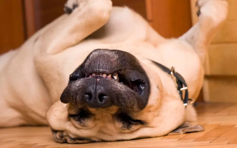 Precisam de muito espaço livre. Esse é um assunto polêmico, pois muito aqui depende da raça, e não do tamanho. A maioria dos retrievers e pastores definitivamente precisam de caminhadas frequentes ao ar livre. Mas existem raças grandes e até gigantes, cujos representantes ficam absolutamente felizes em morar em um apartamento. Por exemplo, os mastins tendem mais a cochilar no sofá por meio dia do que a vagar pelas ruas em algum lugar.