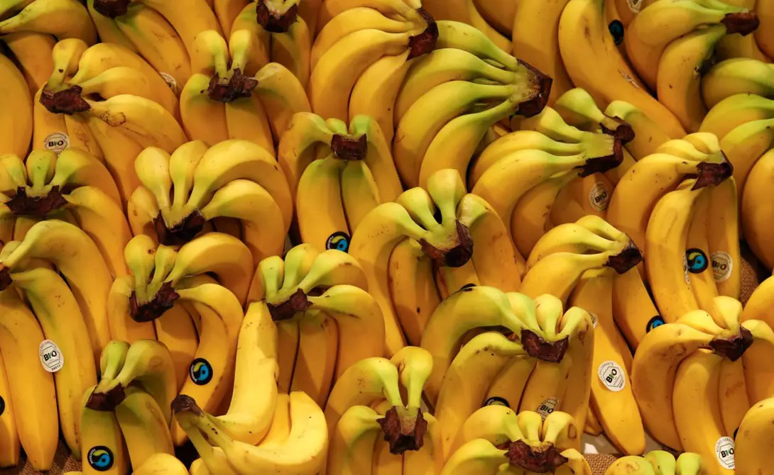 Dëst ass Gros Michel - d'Varietéit heescht "Big Mike" an den USA. Bananen blouf en exotesche Plëséier bis spéiden 1800, wéi d'United Fruit Company wuertwiertlech d'US Mäert mam Produkt iwwerschwemmt huet.