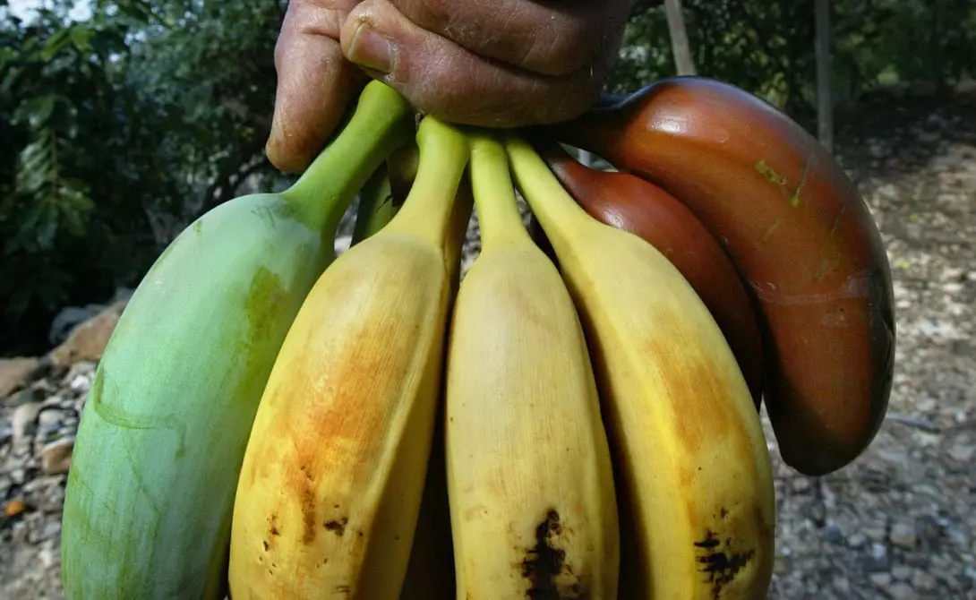 Líffræðingar eru enn að reyna að finna skynsamlega aðferð til að temja hættulegt álag. Um þessar mundir eru flestir bananar um allan heim í erfðabreytingum - sem dagblöð og framleiðendur eru ekkert að flýta sér í lúðra.