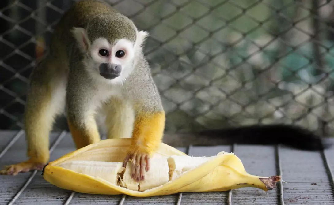 E puer Wëssenschaftler probéieren en anere Wee ze fannen. Laboratoire Experimenter hu gewisen datt et méiglech ass ze probéieren schonn ausgestuerwe Bananenzorten ze restauréieren déi resistent géint existent Krankheeten sinn. Leider mussen d'Resultater vun der Aarbecht vun Züchter fir eng laang Zäit waarden. An der Tëschenzäit musse mir all zefridde sinn mat deem wat genetesch Ingenieuren ubidden. Gudden Appetit!