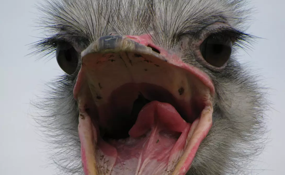 Ostrich Making an ostrich angry is not the smartest decision. These birds zealously guard their territory and rush at every intruder. The speed of an ostrich can reach eighty kilometers per hour, so it will not be possible to escape. To top it all off, the ostrich has sharp claws on its paws, with one blow of which it can rip through the stomach of anyone.