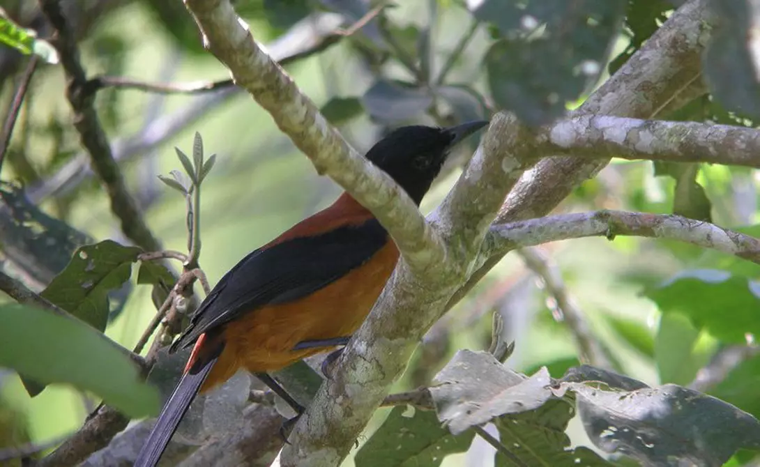 Two-color pitohui These strange little birds live in the forests of New Guinea. It is deadly to hunt them: the skin, feathers and internal organs of Pitohui dichrous contain a huge amount of batrachotoxin - a poison that is a hundred times stronger than strychnine. Scientists still cannot understand the reasons for such a trick of nature, because this bird is far from a hunter.