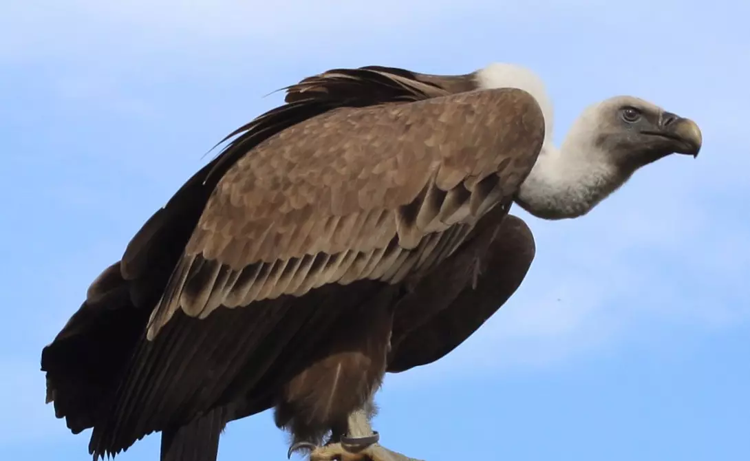 Griffon Vulture The common diet of vultures is carrion, and this is common knowledge. However, a study published in 2011 in the journal Nature showed that there may be exceptions to the rule. Griffon vultures, living in northern Spain, began to hunt livestock, moving from the category of scavengers to predators. A wounded person may well be the victim of such a bird: last year a young woman fell off a cliff and broke her leg - and the vultures managed to get to her before the rescuers.