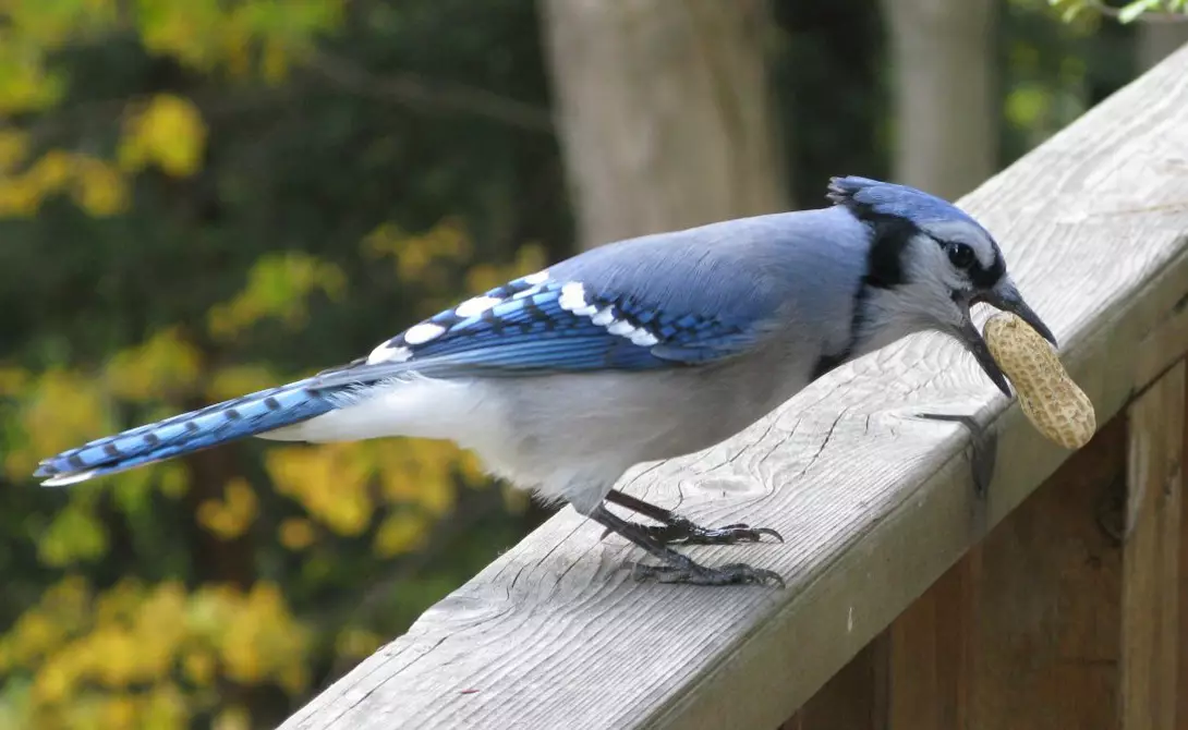 Blue Jay Blue jays duken krijesa mjaft të padëmshme. Ata ushqehen me insekte dhe arra - por nuk ju pengon të vidhni vezët e zogjve të tjerë. Afrimi në folenë e një jay blu do të thotë të rrezikosh qëllimisht sytë e tu. Ky zog i vogël mbron territorin me guximin e një luani afrikan: vëzhguesit e shpendëve kanë njohur raste kur jay sulmon skifterët, rakunët, macet, ketrat dhe gjarpërinjtë.