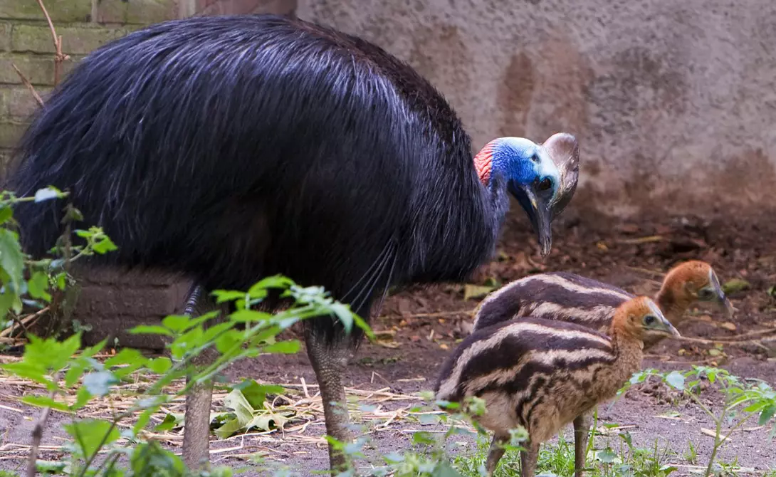 Cassowary Përveç strucit, cassowary mbetet zogu i vetëm që ka vrarë njerëz. Gishti i mesëm i tavës është i pajisur me një thua të gjatë dhe të mprehtë që lehtë mund të lirojë zorrët e viktimës. Sigurisht, ju duhet të jeni shumë të pafat për të takuar një kazar në habitatin e tij - megjithatë, në teori është mjaft e mundur.