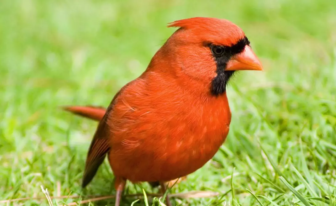 Red Cardinal And another little bird that can be a source of big trouble. Cardinal males are extremely aggressive, especially during the mating season. They are ready to defend their territory to the last drop of their blood - especially from their fellows. Red cardinals often smash to death on the glass of houses, mistaking the reflection in them for a rival.