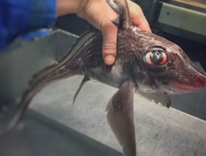 Esses caras estão lidando com os menores tons de luz que acabam aqui. A cor preta absorve todo o comprimento de onda sem refletir nada, tornando-os realmente invisíveis em seu habitat natural.