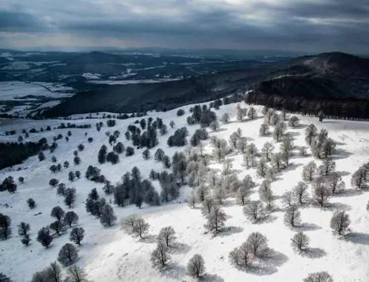 Winterbomen in Sfanta Ana, Roemenië