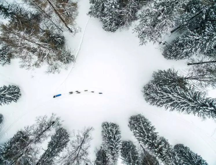 Trineo de cans no bosque, rexión de Chelyabinsk, Rusia