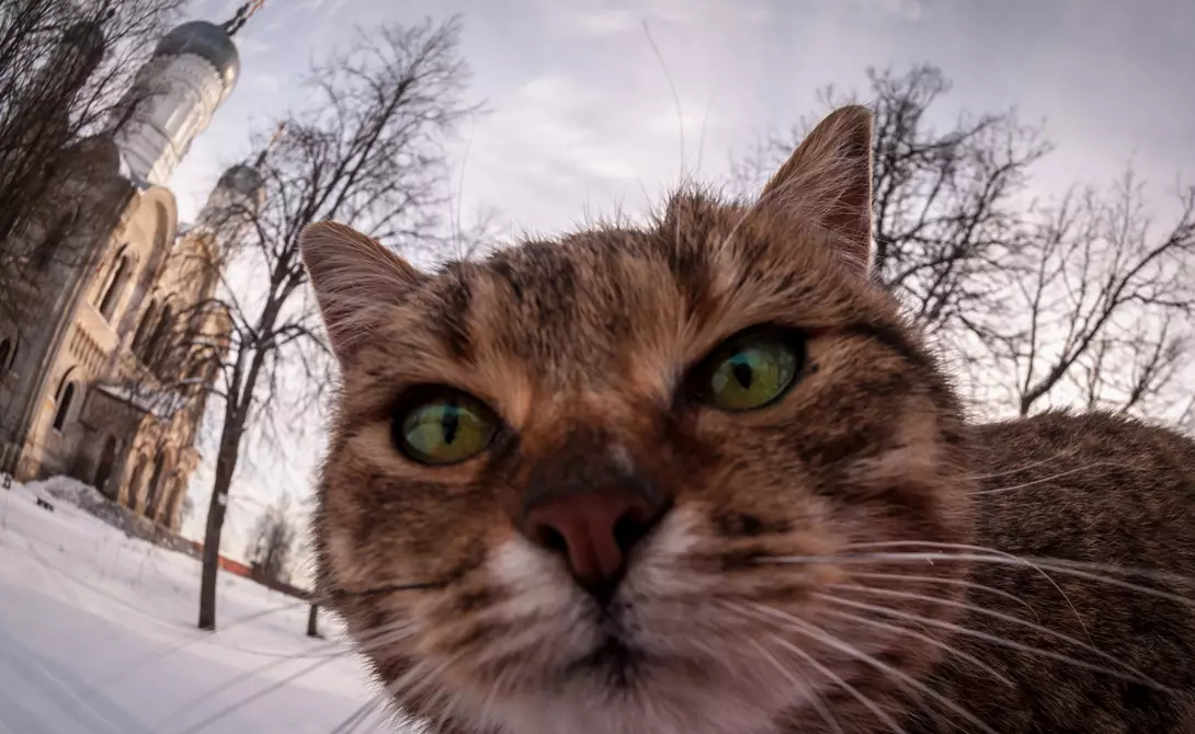 Katte Katte is nie naastenby so oefenbaar as honde nie, maar slegs omdat hulle verkies om hul eie ontwikkelingsvektor te kies. Katteienaars weet baie goed waartoe hul troeteldiere in staat is om die gewenste doel te bereik.