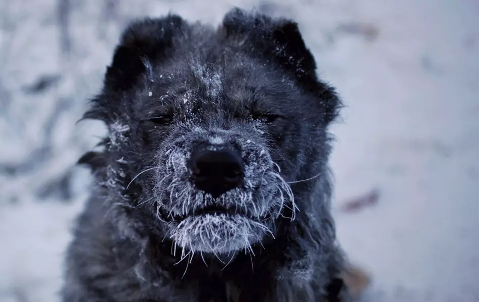 Oymyakon: kung giunsa sila nagpuyo sa Pole of Cold 7933_4